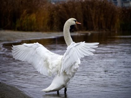 Comment savoir si on souffre d’un main en col de cygne
