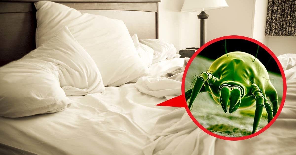 Des acariens à la maison ? 12 astuces efficaces d’un expert pour s’en ...