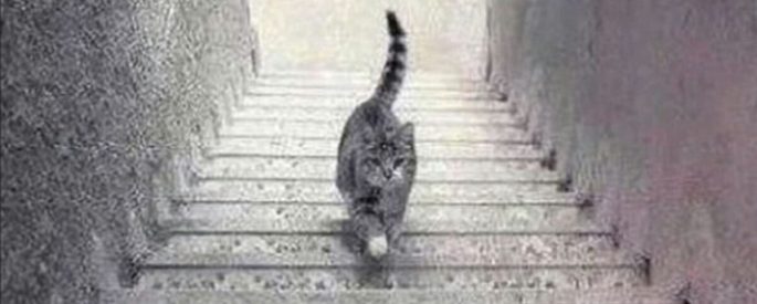 Seuls les plus intelligents savent si ce chat monte ou descend les ...